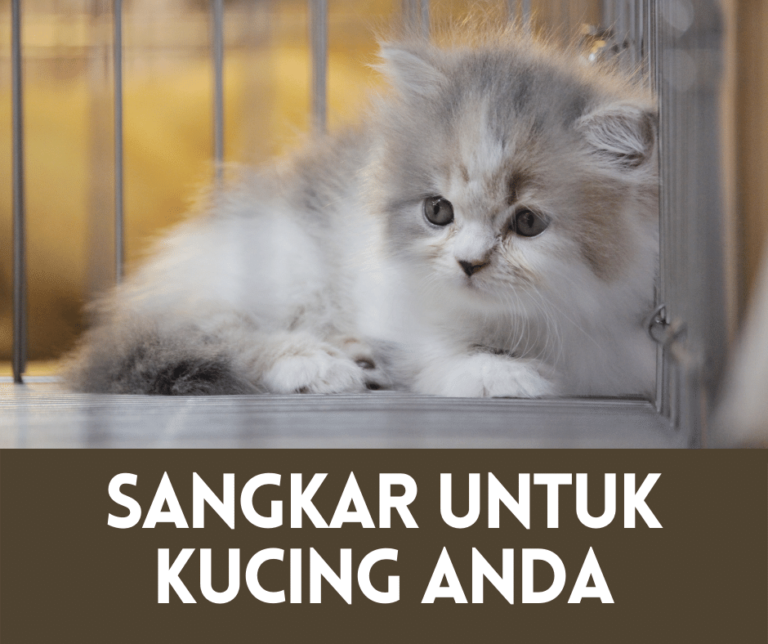 9 Jenis Sangkar Kucing Anda Perlu Tahu • Portal Informatif Anda
